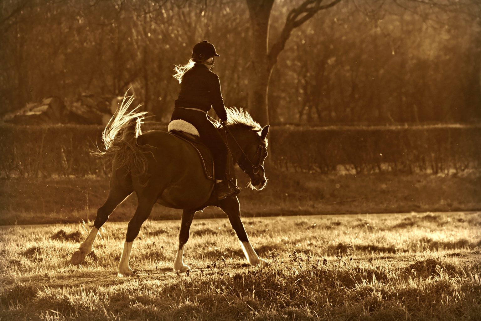 Pferd schlägt beim Reiten mit dem Schweif | daskleinepferd.de