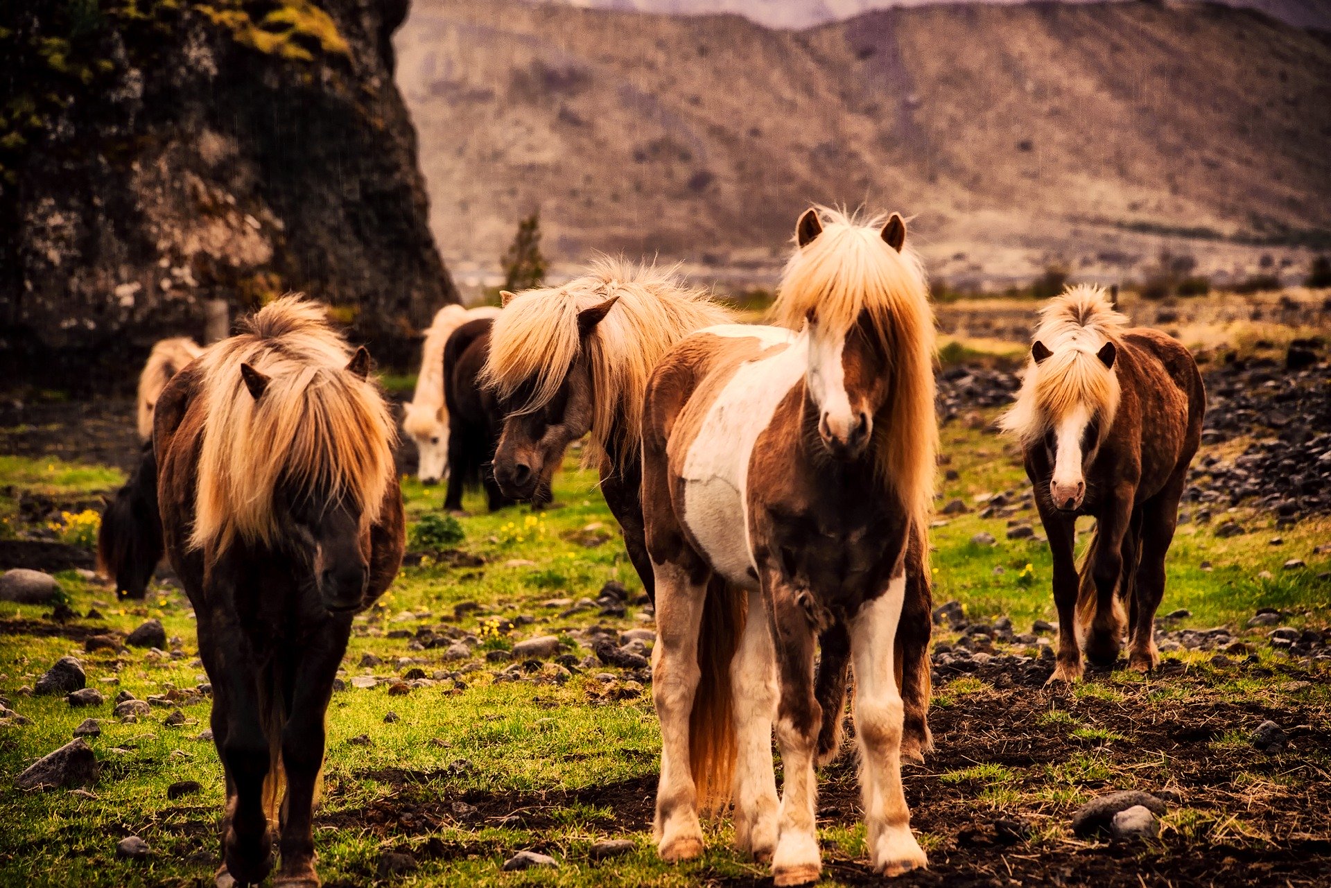Shetlandponys - alles über die kleinen Ponys | daskleinepferd.de