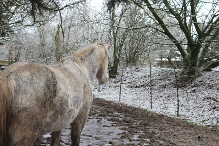 Pferdeschweif waschen - im Winter? Dein How To! | daskleinepferd.de