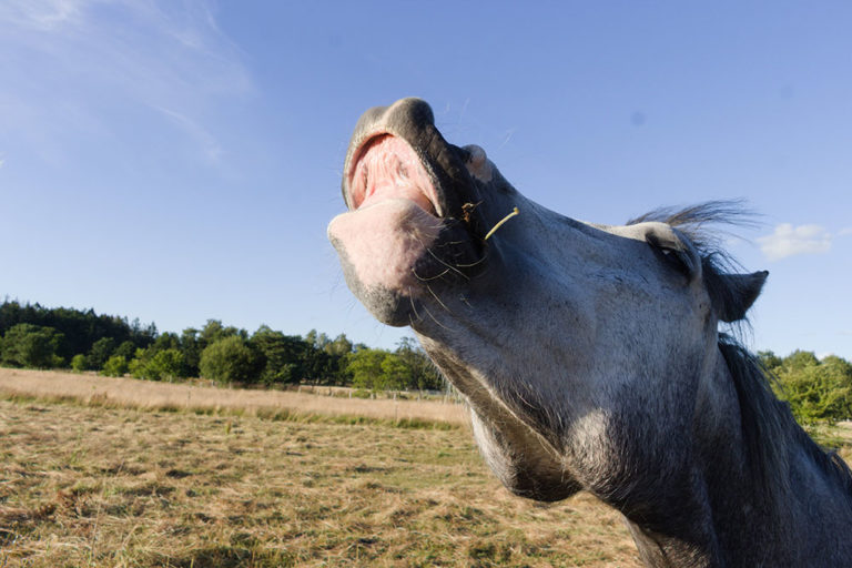 Was bedeutet Flehmen bei Pferden? | daskleinepferd.de