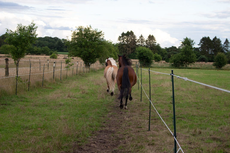 Pferd in neue Herde integrieren | daskleinepferd.de