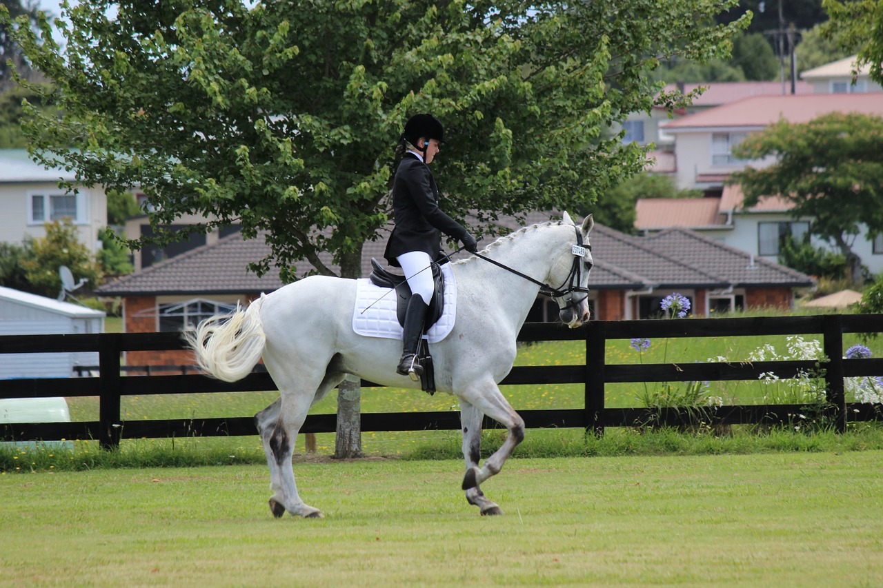 Pferd schlägt beim Reiten mit dem Schweif | daskleinepferd.de