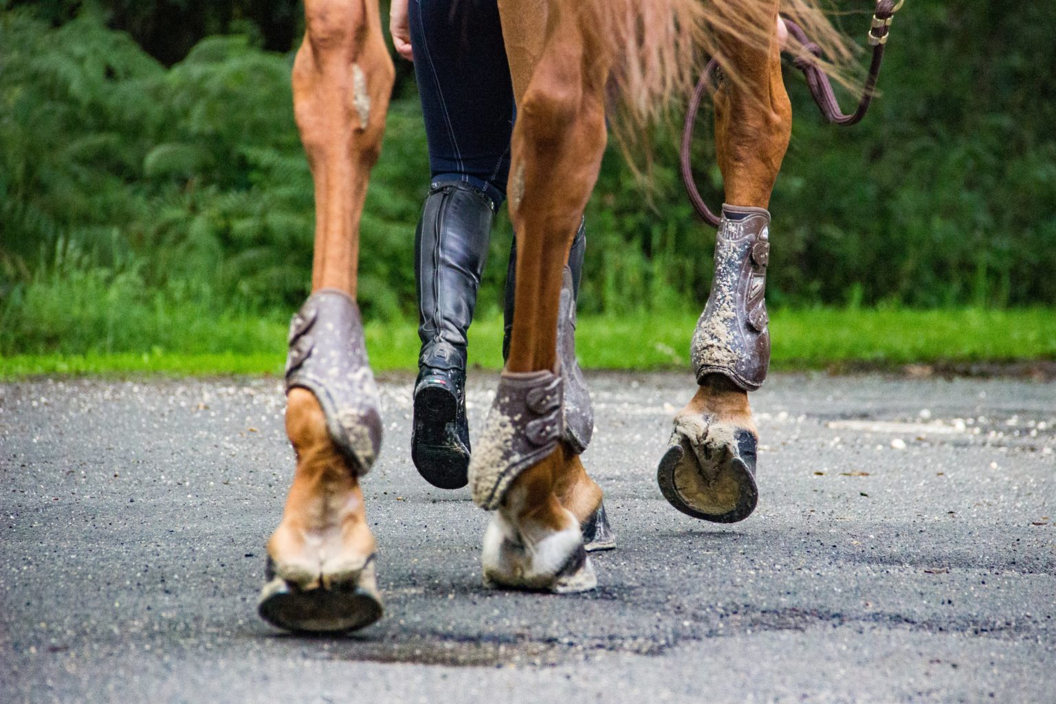 Mauke beim Pferd: Ursachen, Vorbeugung und erfolgreiche Behandlung ...