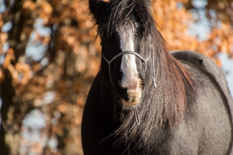 Wissenswertes über Tinker - Steckbrief, Charakter und mehr ...