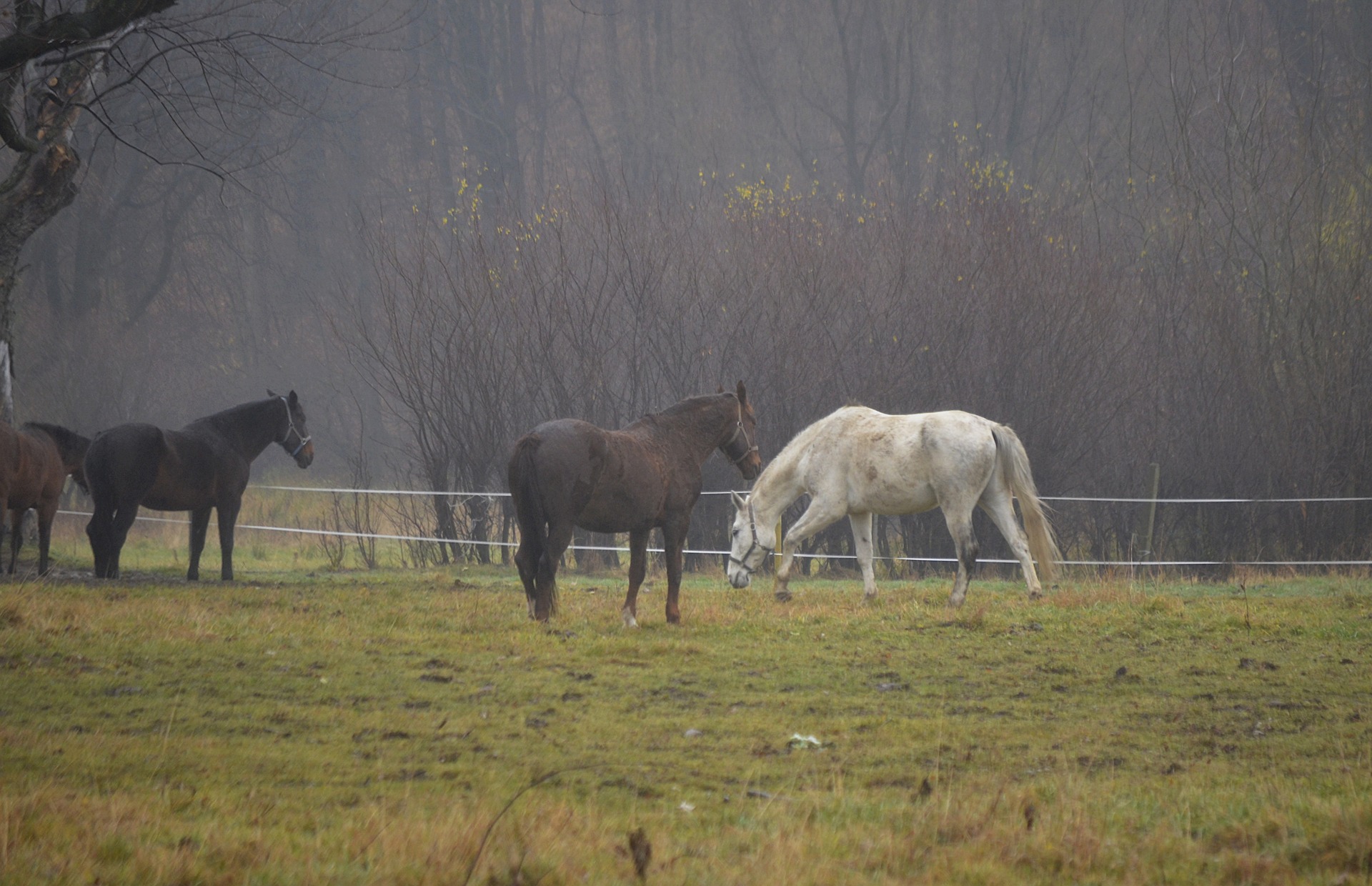 Pferd im Regen stehen lassen | daskleinepferd.de